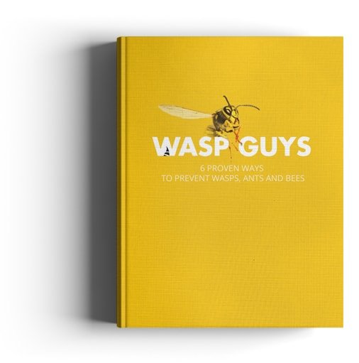 Wasp Guys - Hertfordshire Wasp Removal